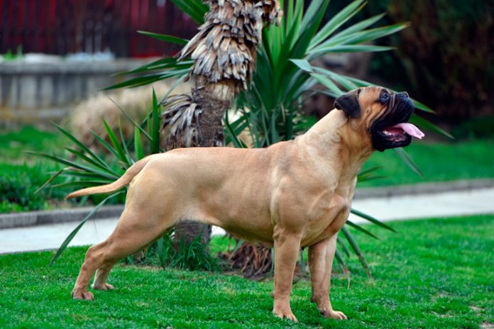 Top 6 de razas de perros guardianes