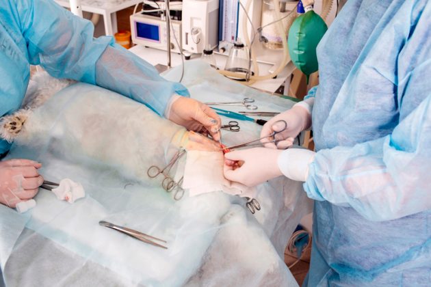 Principales beneficios de castrar a un perro