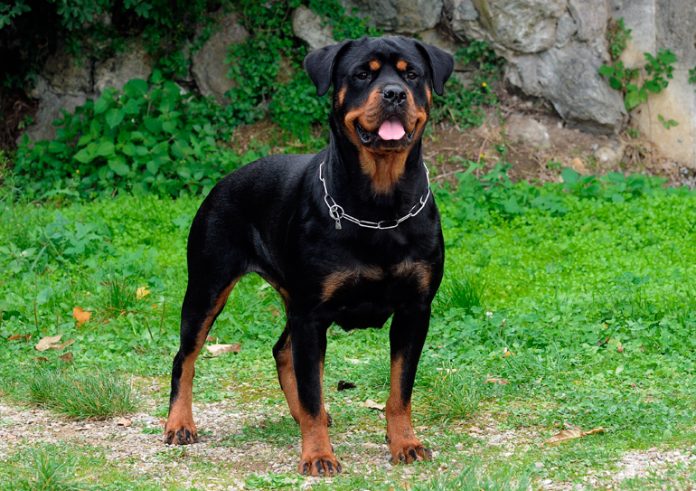 Rottweiler, imponente y poderoso