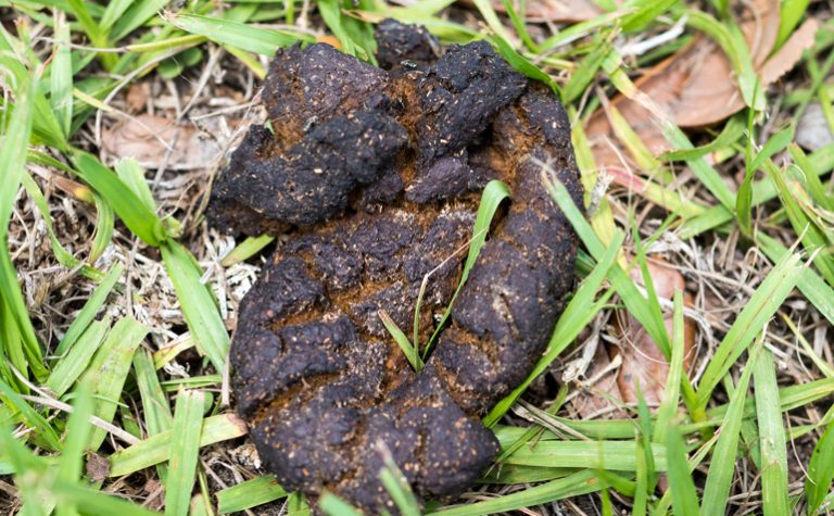 Parásitos intestinales en perros ¿Cómo detectarlos y prevenirlos?