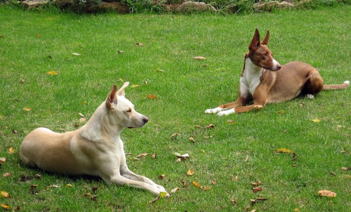 Podenco Ibérico y Portugués - Características y temperamento