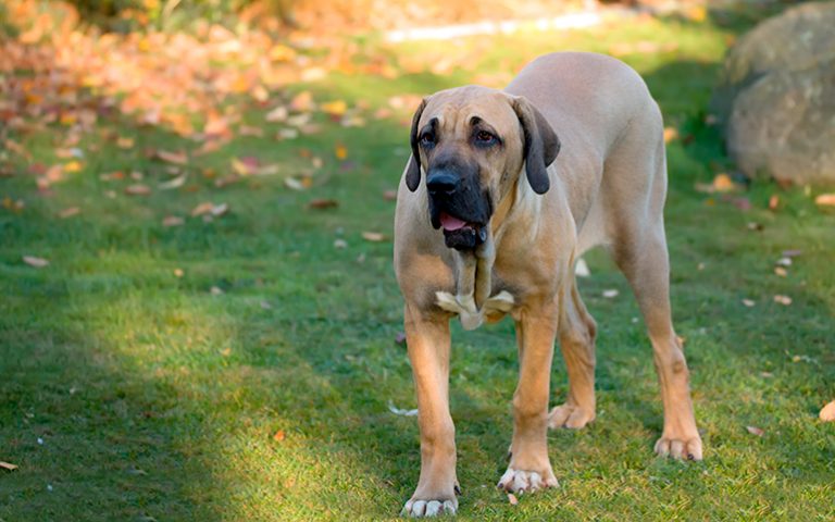 El Fila brasileiro - Características, carácter y cuidados