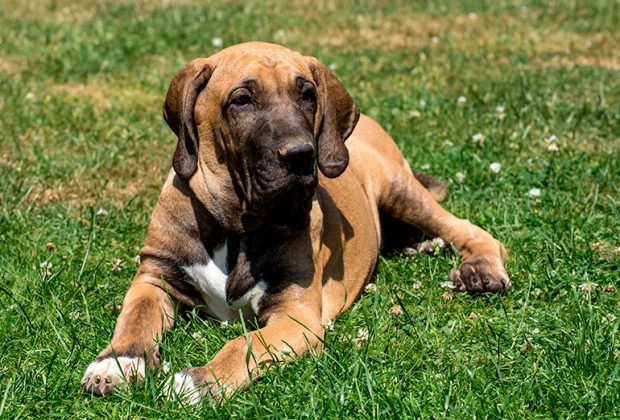 El Fila brasileiro - Características, carácter y cuidados