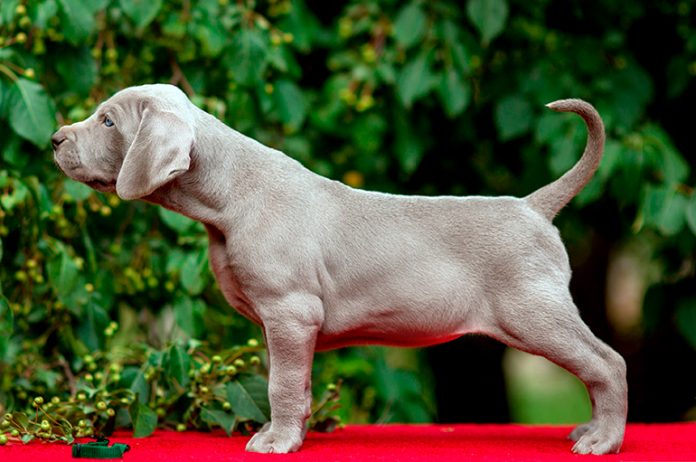 Braco de Weimar, Características, temperamento y fotos