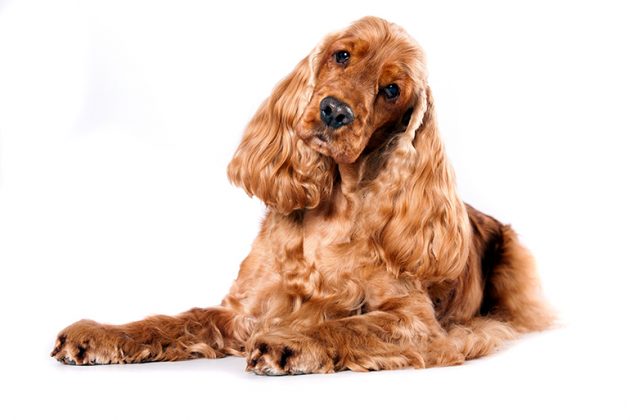 Cocker spaniel inglés - Características y temperamento