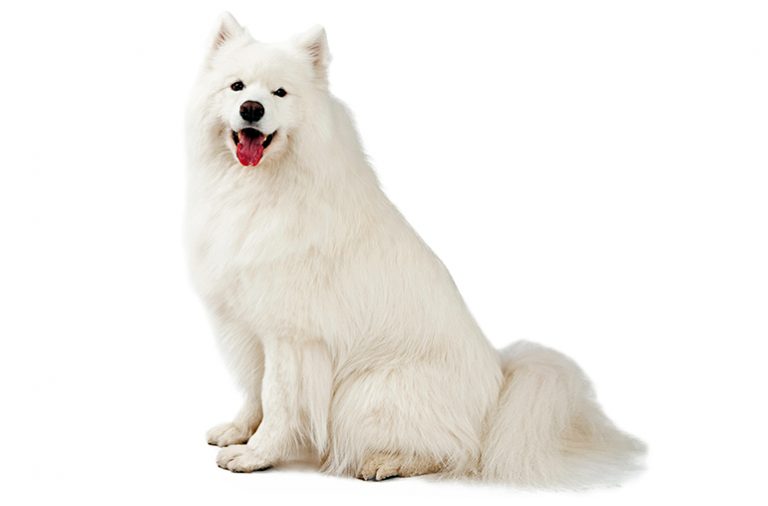 Raza de perro Samoyedo - Guía completa
