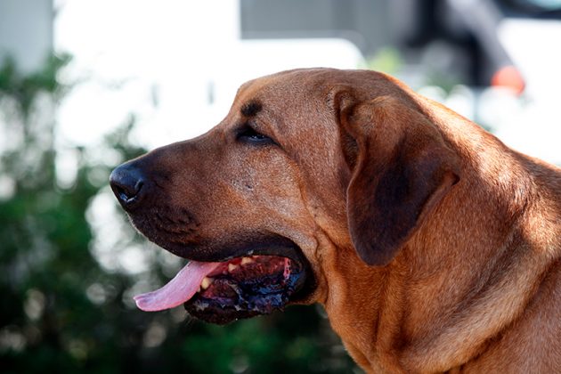 Broholmer, un perro cariñoso y protector