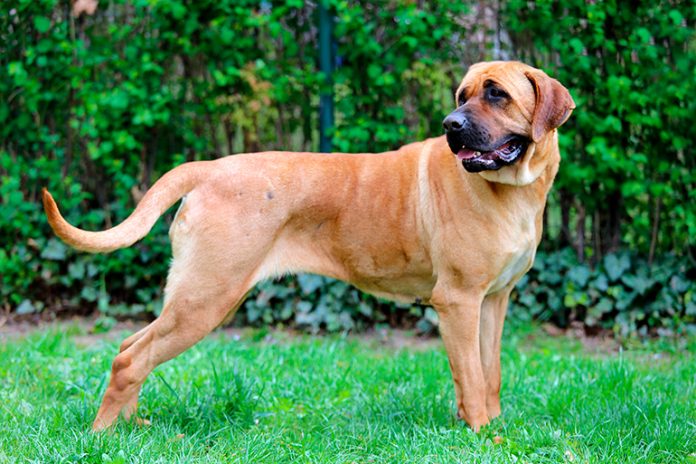 Raza Tosa Inu - Características, cuidados y fotos