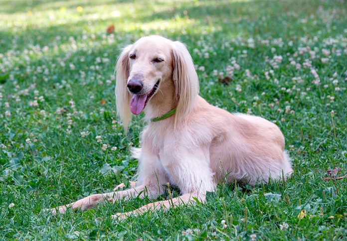 El Lebrel afgano - Historia, carácter y cuidados recomendados