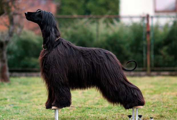 El Lebrel afgano - Historia, carácter y cuidados recomendados