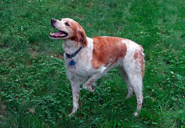 Guía completa de la raza Bretón