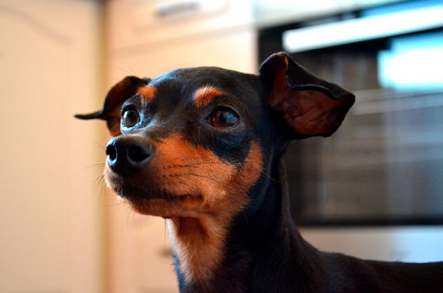 Raza Pinscher Miniatura - Curiosidades y fotos