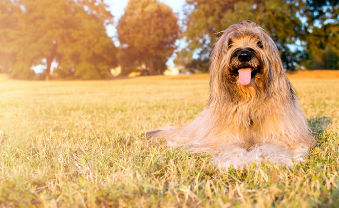Raza Pastor Catalán - Características, temperamento y fotos