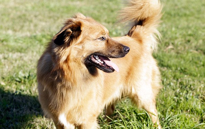 El perro Pastor Vasco - Historia, comportamiento y fotos