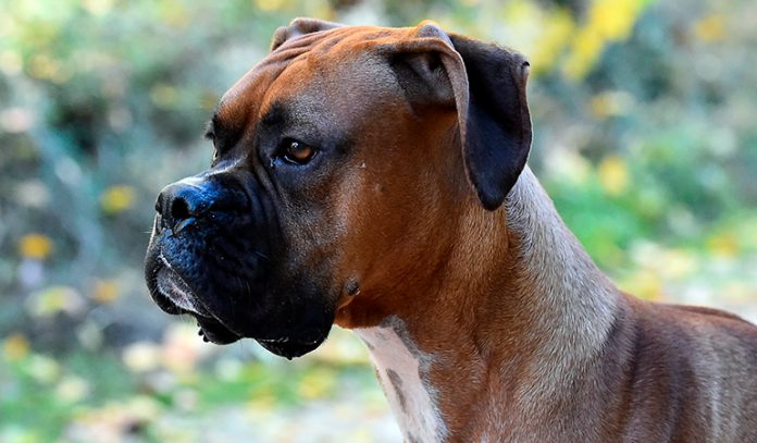 Raza Bóxer - Temperamento, características y fotos