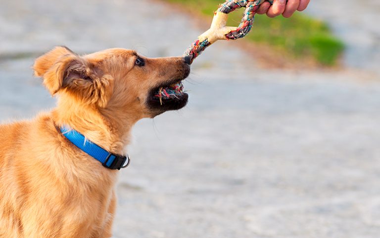 El perro Pastor Vasco - Historia, comportamiento y fotos