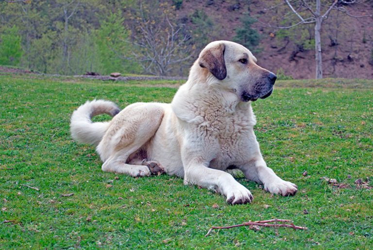 Raza Kangal - Características, temperamento y cuidados Raza Kangal - Características, temperamento y cuidados