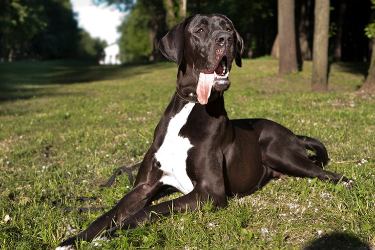 Curiosidades y características del Gran Danés