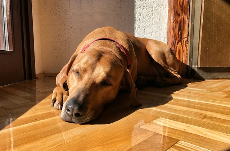 Perro Crestado Rodesiano - Características, fotos y cuidados