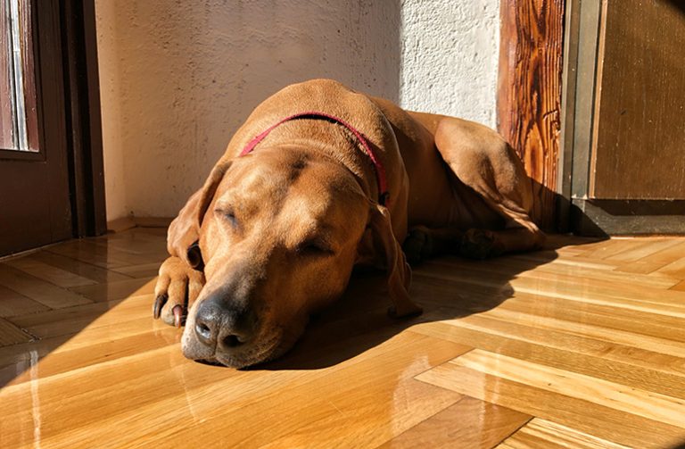 Perro Crestado Rodesiano - Características, fotos y cuidados