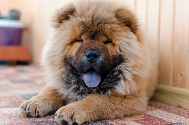 Chow Chow, el verdadero reflejo de la nobleza oriental