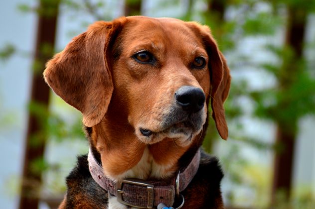 Raza Foxhound Americano, un rastreador experto