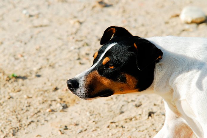 Raza Ratonero Bodeguero Valenciano