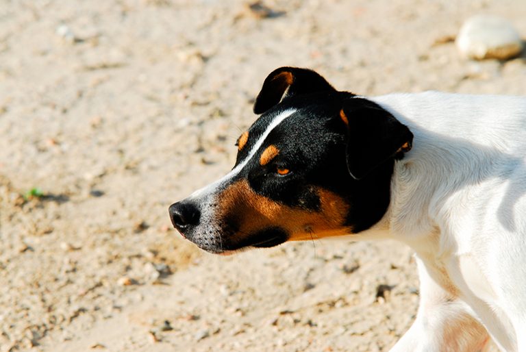 Raza Ratonero Bodeguero Valenciano