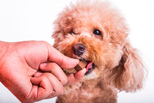 Tipos de lombrices en perros