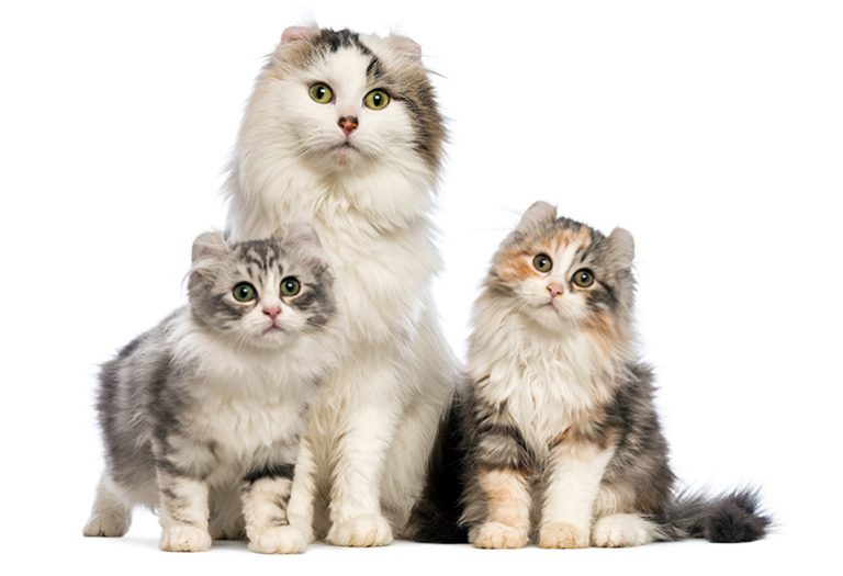 ¿Cómo es un gato Curl Americano? Temperamento y cuidados