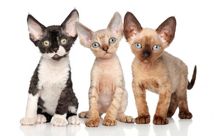 ¿Cómo es un gato Devon Rex? Características y cuidados