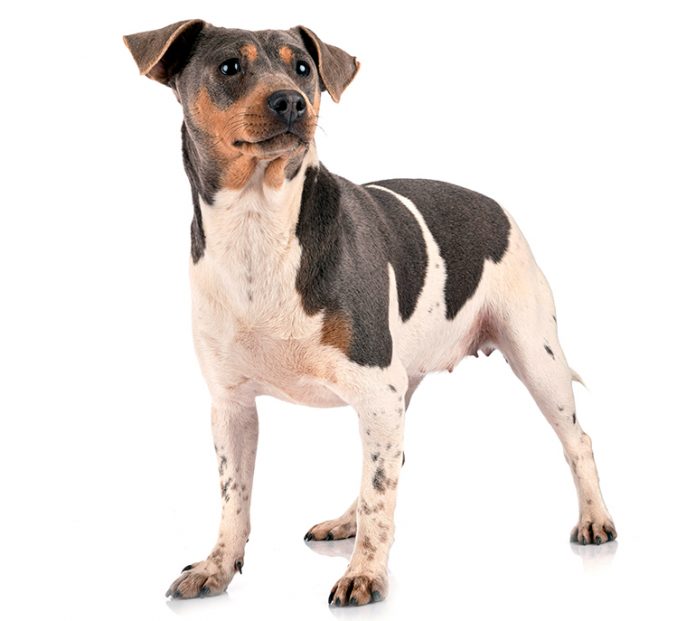 Fox Paulistinha (Terrier Brasileño) - Características