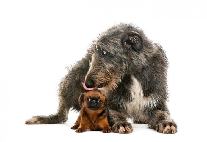 ¿Cómo es un perro El Lebrel Escocés?