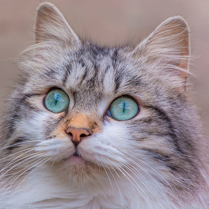 El gato Manx | Temperamento y cuidados