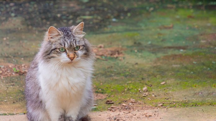 Historia de la raza Manx