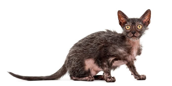 Lykoi o gato lobo | Características, carácter y cuidados