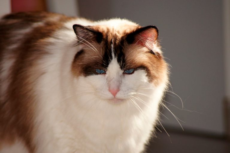 El gato Ragdoll | Historia y características
