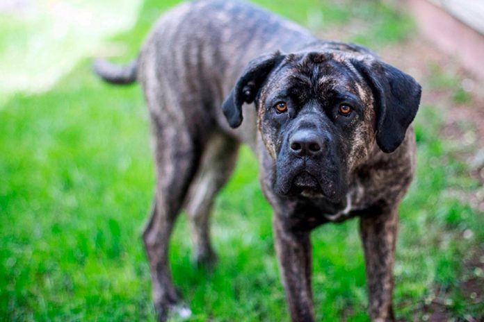 ¿Cómo es realmente un Alano Español?