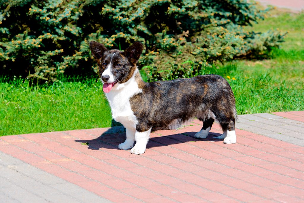 Datos curiosos sobre el Corgi galés que no sabías