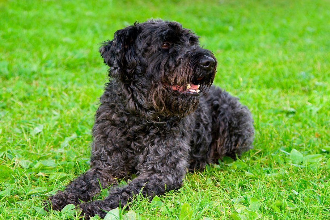 Todo lo que debes saber sobre el Kerry blue terrier
