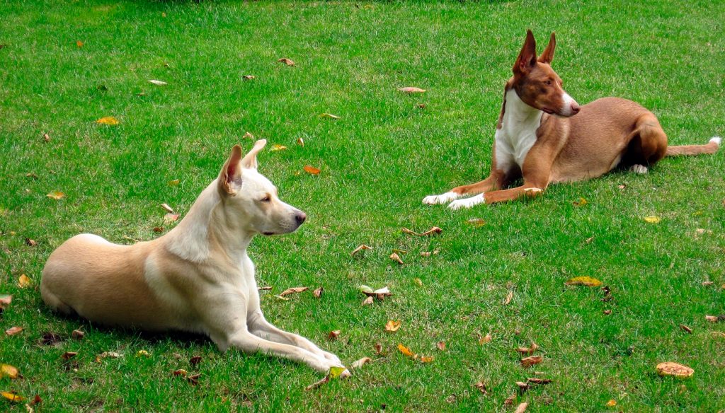 Descubre los secretos de los perros Podenco ibérico
