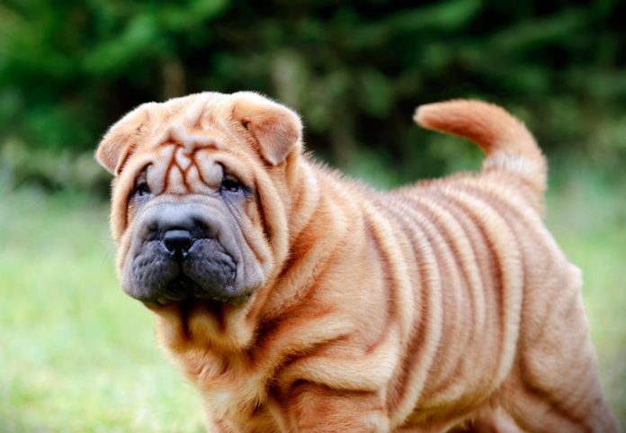 La fiebre del Shar Pei : Causas y tratamientos efectivos