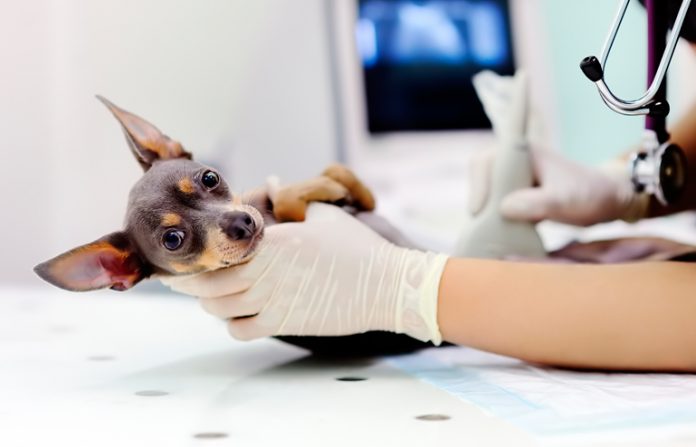 Piometra en Perras: Cómo localizarla, tratarla y prevenirla