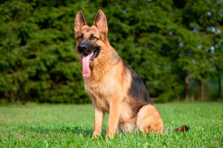 Mejores razas de Perros Pastores