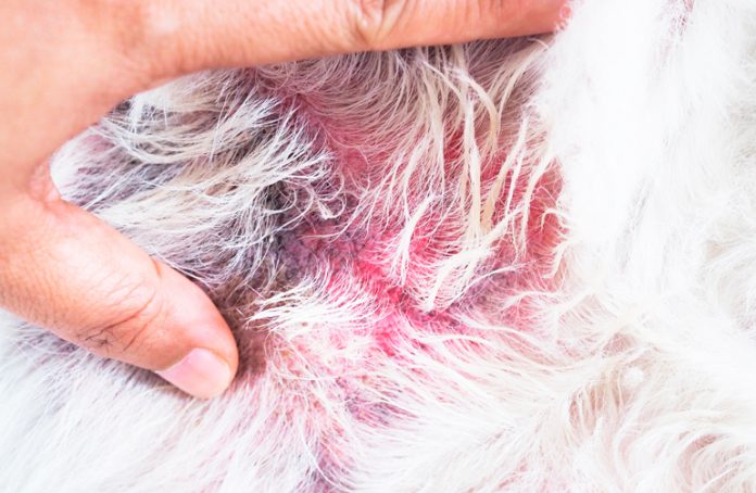 Causas y tipos de dermatitis en perros