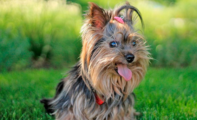 Origen de la raza Yorkshire Terrier