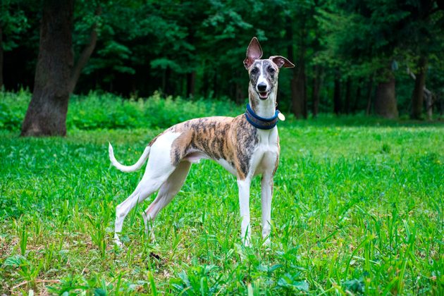 Historia de la raza Galgo Inglés
