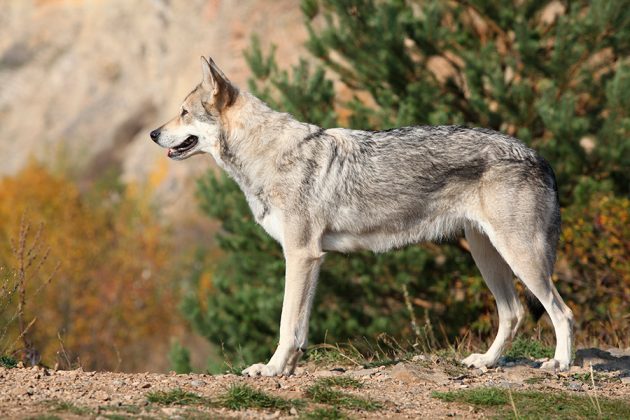 Historia y origen de la raza Perro lobo de Saarloos