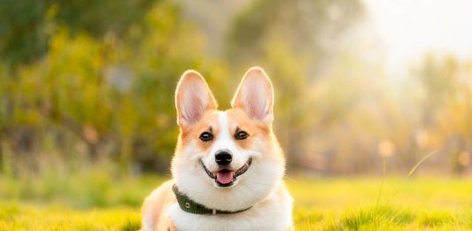 Distemper en perros ¿Qué es y cómo se contagia?