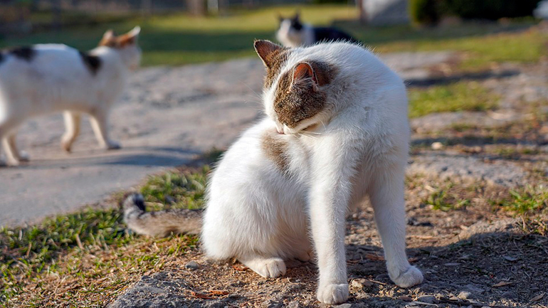 Tipos de hongos en gatos y sus síntomas